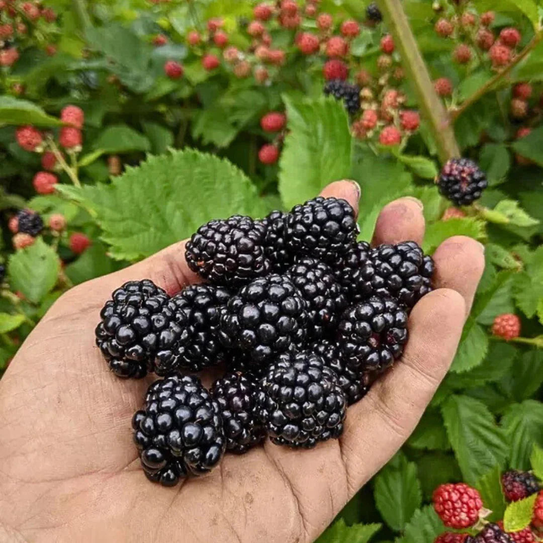 Prueba Natalia – Tienda Colombia